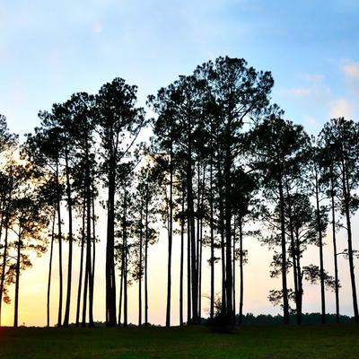 trees at sunrise-nature scenery wallpapers - KDE Store