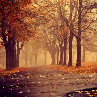 Morning Park Autumn-nature scenery wallpapers - KDE Store