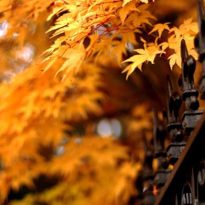 Fence Leaves-Autumn Nature Wallpapers - KDE Store