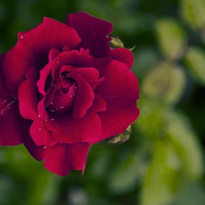 Red Roses-Nature plant wallpaper - KDE Store