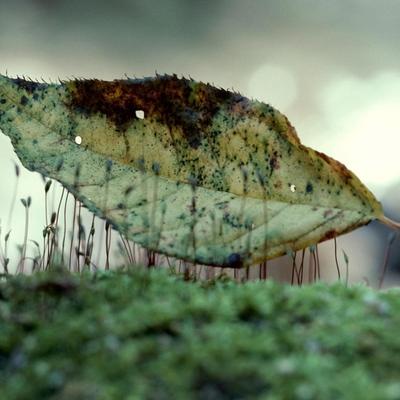 amazing falling leaf-Nature plant wallpaper - KDE Store