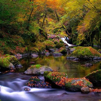 forest creek autumn-Nature Landscape Wallpaper - KDE Store