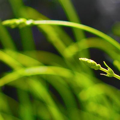 water drop-Fresh nature green plants wallpaper - KDE Store