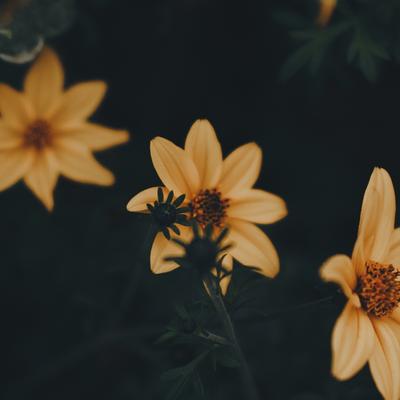 Yellow and Black Flowers in Bloom - KDE Store
