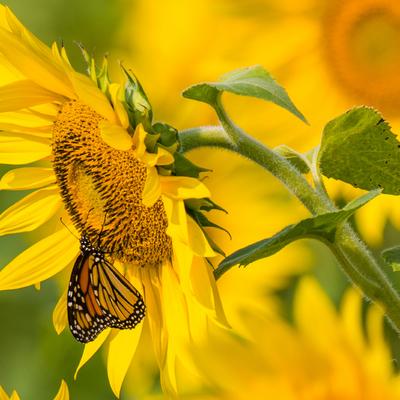 Yellow and Black - KDE Store