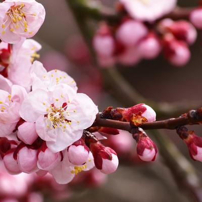 White and Pink Cherry Blossom in Close up - KDE Store
