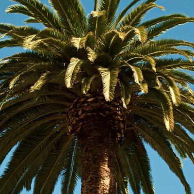 Palm Tree - KDE Store