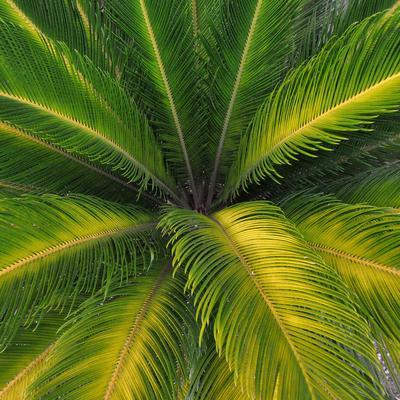 Green Palm Tree During Daytime - KDE Store