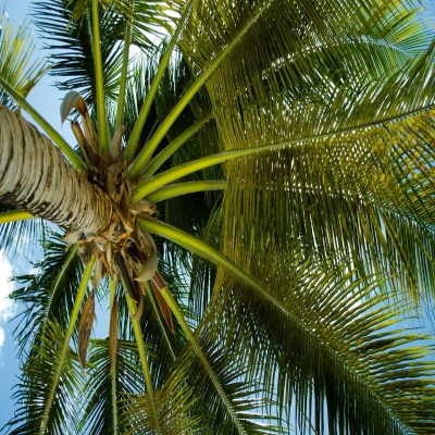 Green Palm Tree During Daytime - KDE Store