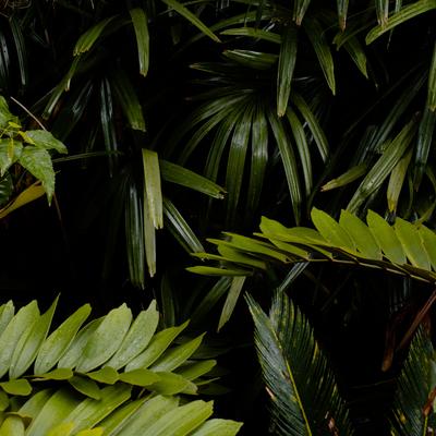 Vegetation - KDE Store