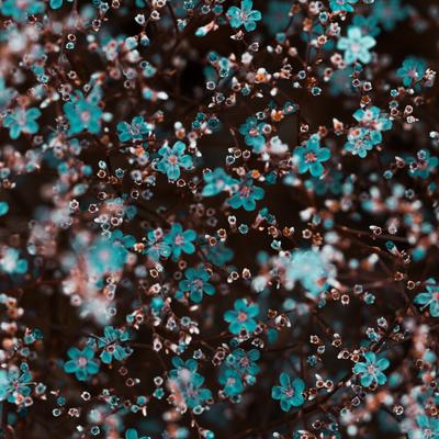 White and Pink Flower Petals - KDE Store