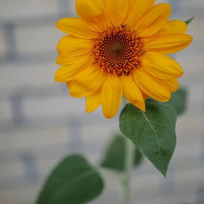 Yellow Flower in Tilt Shift Lens Full HD - KDE Store
