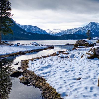 Green Pine Trees Near Snow Covered - KDE Store