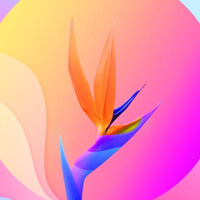 Flowering - KDE Store
