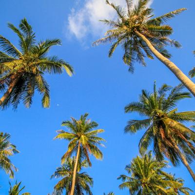 Green Palm Tree Under Blue Sky During Daytime - KDE Store