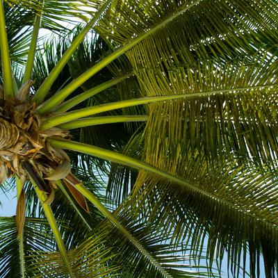 Green Palm Tree During Daytime - KDE Store