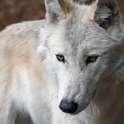 White Wolf on Brown Ground Full HD - KDE Store