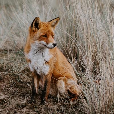 Brown Fox on Brown Grass Field During Daytime Full HD - KDE Store
