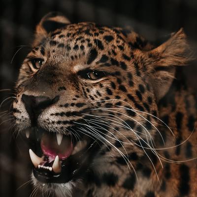 Brown and Black Leopard in Cage Full HD - KDE Store