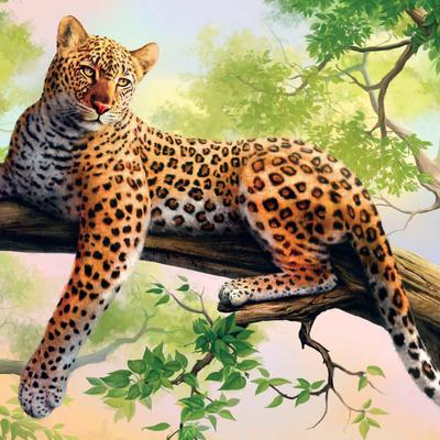 Leopard on Tree Branch During Daytime Full HD - KDE Store