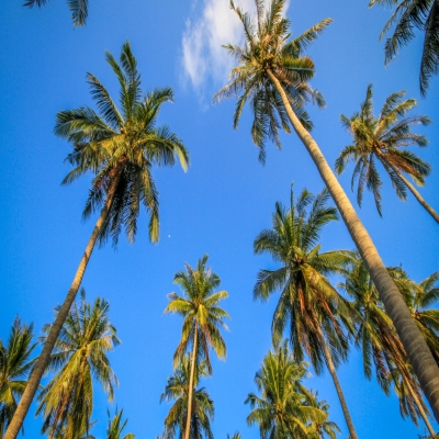 Green Palm Tree Under Blue Sky During Daytime Full HD - KDE Store