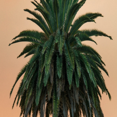 Palm Trees - KDE Store
