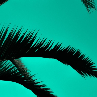 Green Palm Tree Under Blue Sky Full HD - KDE Store