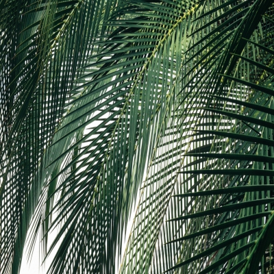 Green Palm Tree During Daytime Full HD - KDE Store