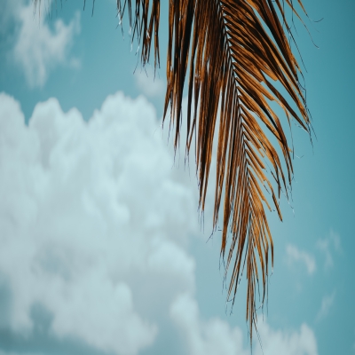 Palm Tree - KDE Store