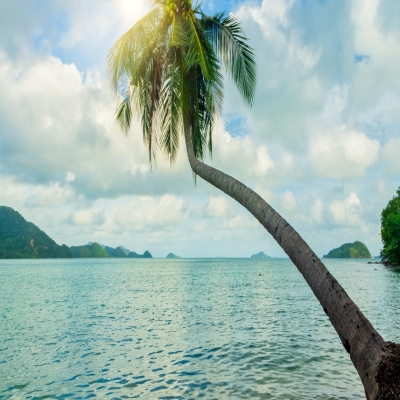 Coconut Tree Near Sea Under Blue Sky During Daytime Full HD - KDE Store