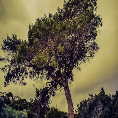 Green Tree Under White Clouds Full HD - KDE Store