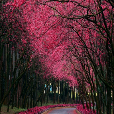 Red Leaf Trees Beside Road During Daytime Full HD - KDE Store