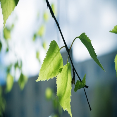 Green Leaf in Tilt Shift Lens Full HD - KDE Store