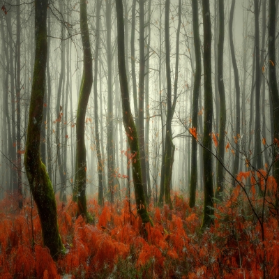 Brown Trees With Red Leaves Full HD - KDE Store