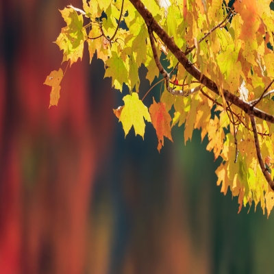 Yellow Maple Leaf on Tree Branch Full HD - KDE Store