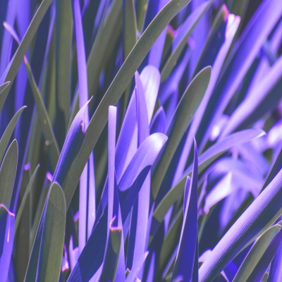 Green Plant in Close up Photography Full HD - KDE Store