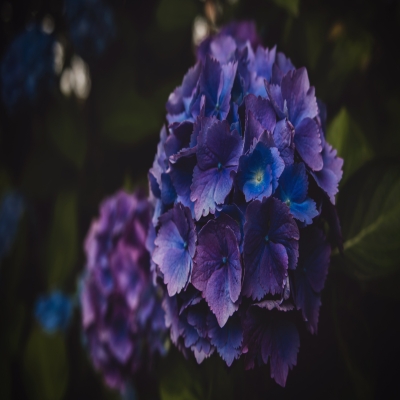 Purple Flower in Tilt Shift Lens Full HD - KDE Store