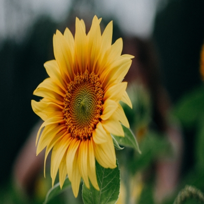 Yellow Sunflower in Tilt Shift Lens Full HD - KDE Store
