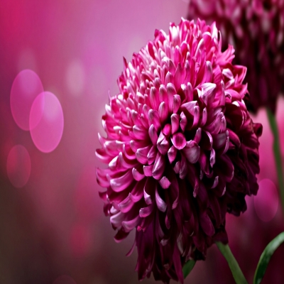 Purple Flower in Tilt Shift Lens Full HD - KDE Store