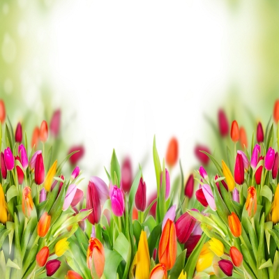 Pink Yellow and Red Tulips Full HD - KDE Store
