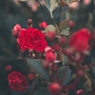 Red Roses in Bloom During Daytime Full HD - KDE Store