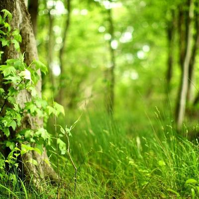 Green Grass Field During Daytime Full HD - KDE Store