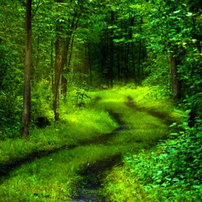 Green Grass and Trees During Daytime Full HD - KDE Store