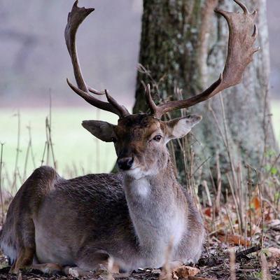 Brown Deer on Brown Grass During Daytime Full HD - KDE Store