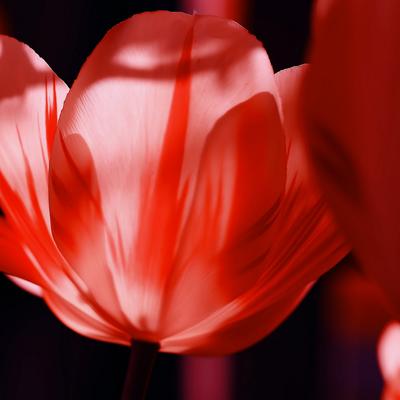 Flowering Plant - KDE Store