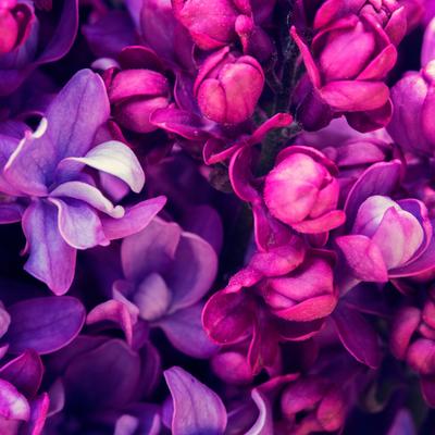 Purple Flowers in Macro Shot Full HD - KDE Store