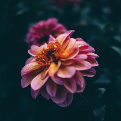Pink and Yellow Flower in Tilt Shift Lens Full HD - KDE Store