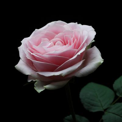 Pink Rose in Bloom With Black Background Full HD - KDE Store