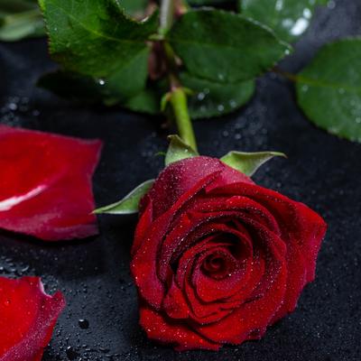 Red Rose on Black Textile Full HD - KDE Store