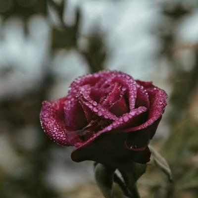 Pink Rose in Bloom During Daytime Full HD - KDE Store